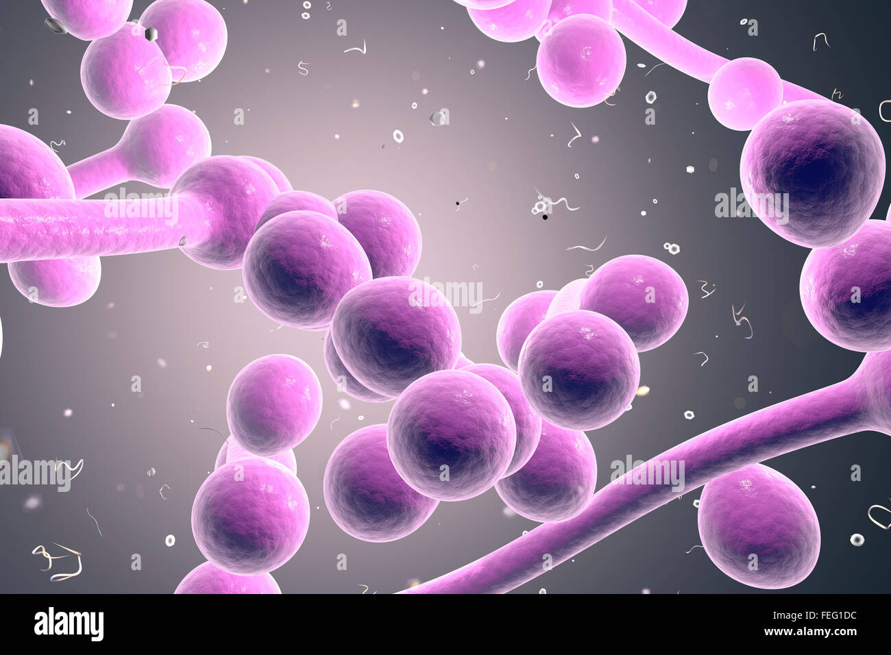 Computer-Darstellung der Pilze (Hefe). Candida Albicans findet sich auf ...