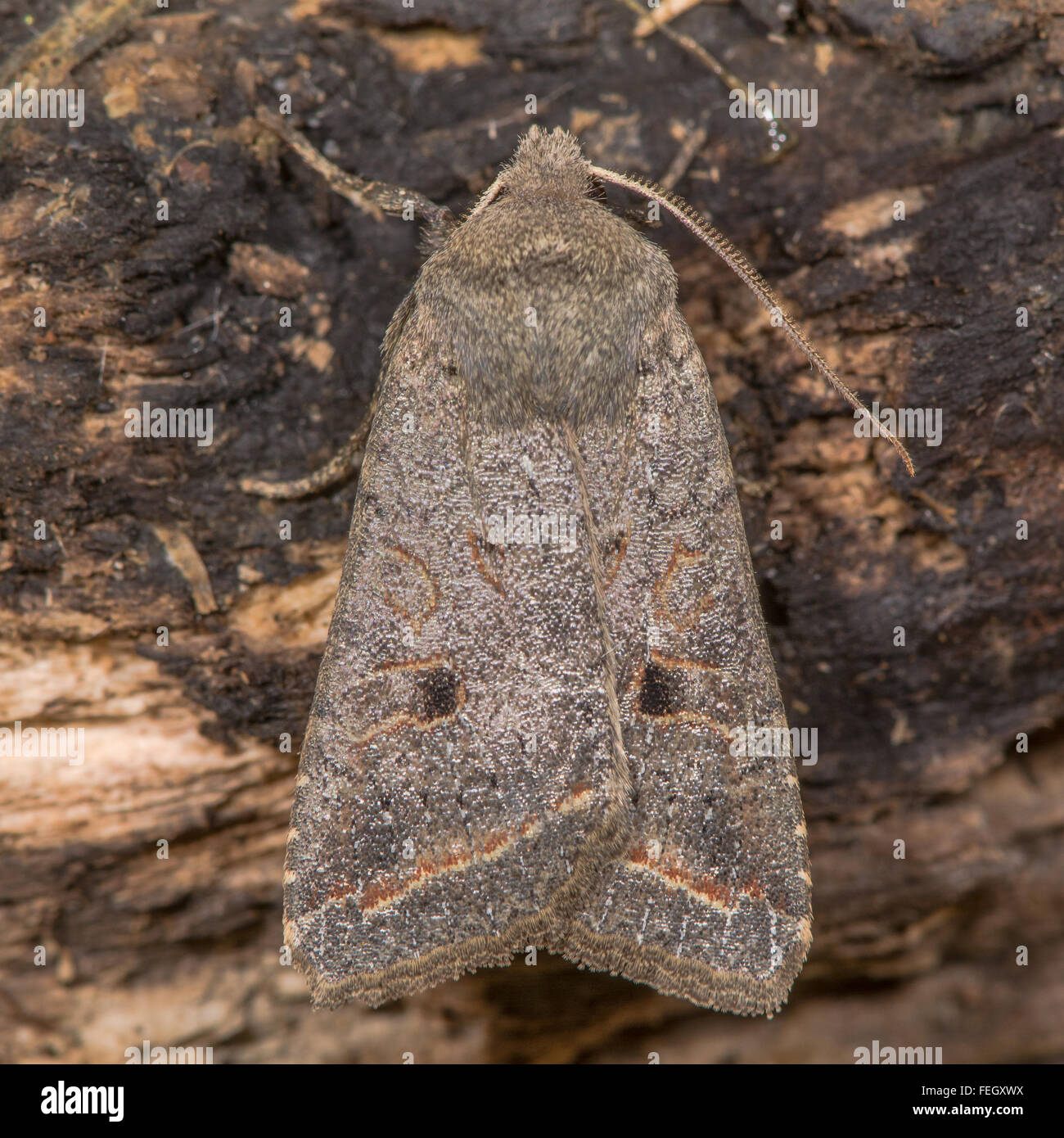 Rote Linie Quäker Motte (Agrochola Lota). Eine herbstliche Motte in der ...