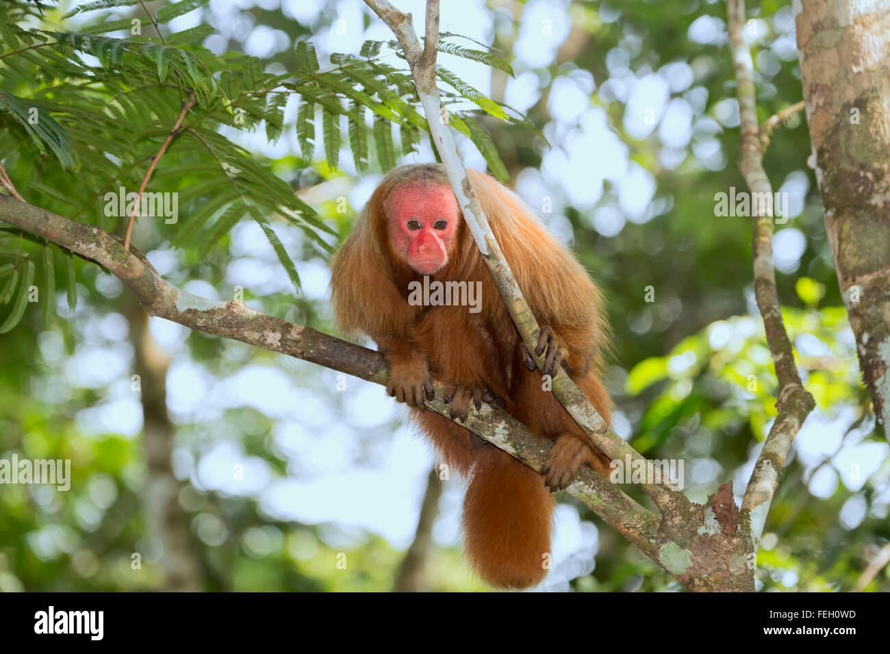 Roten kahlköpfigen Uakari Affen auch bekannt als britische Monkey ...