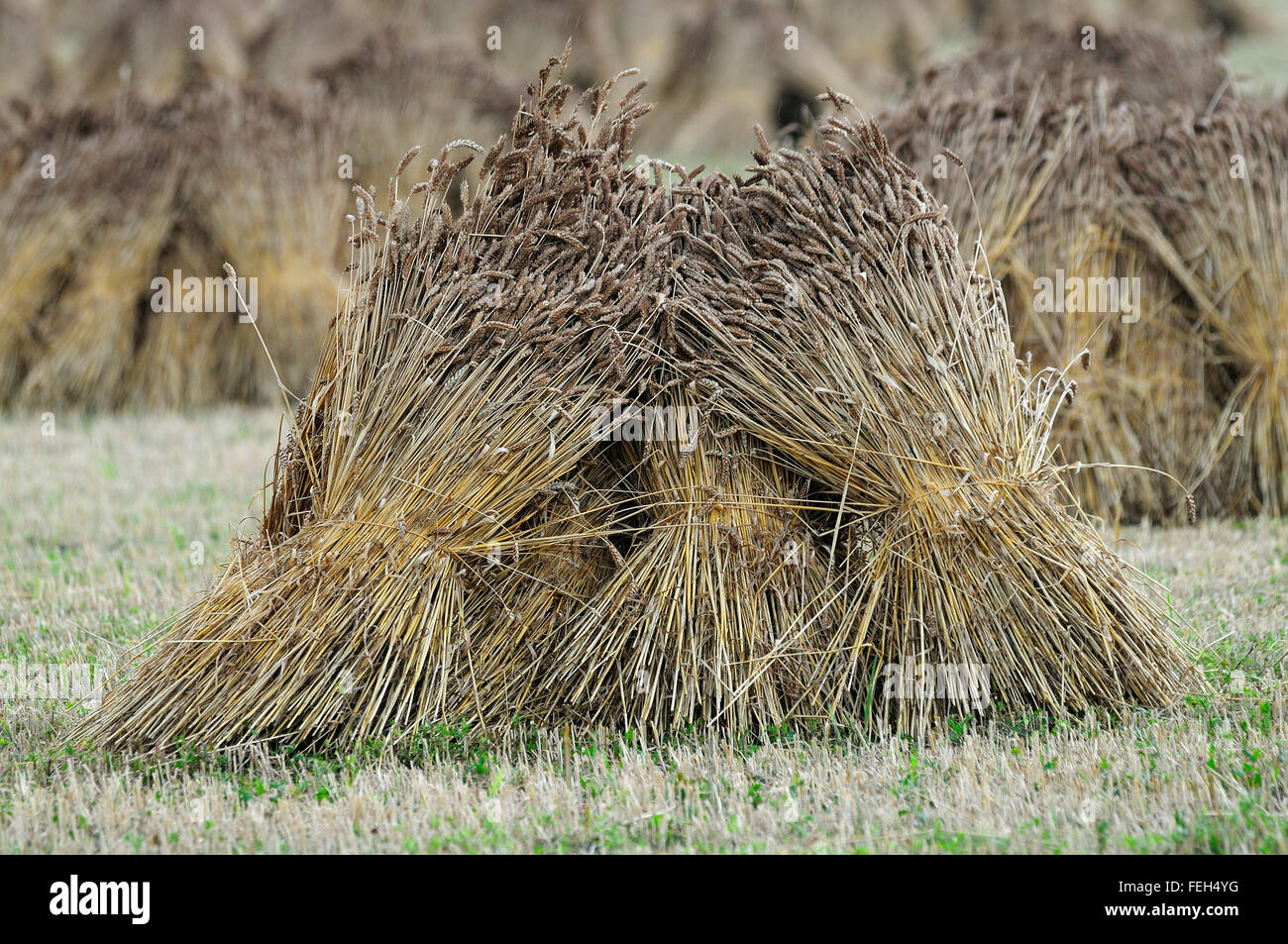 Corn stooks -Fotos und -Bildmaterial in hoher Auflösung – Alamy