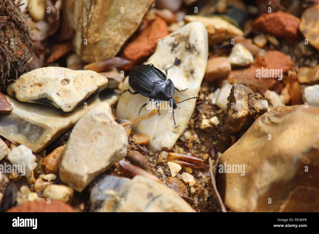 Silpha atrata -Fotos und -Bildmaterial in hoher Auflösung – Alamy