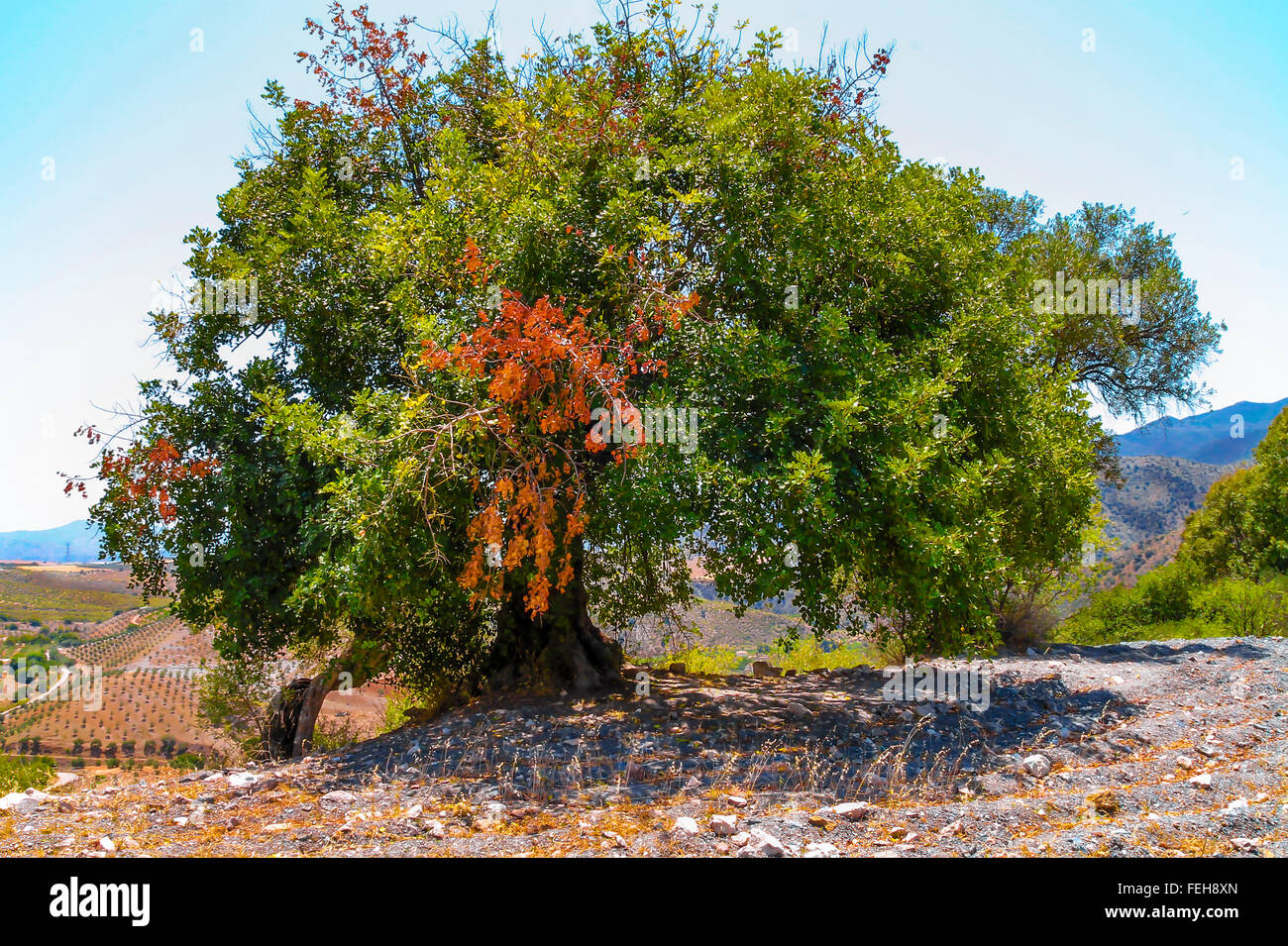 Baum Fur Schattigen Standort