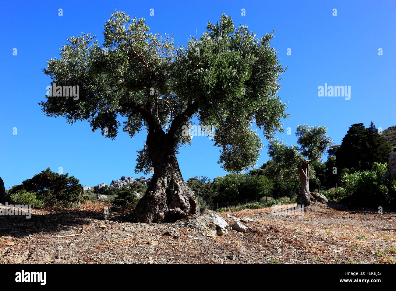 Olivenbaum kreta -Fotos und -Bildmaterial in hoher Auflösung – Alamy