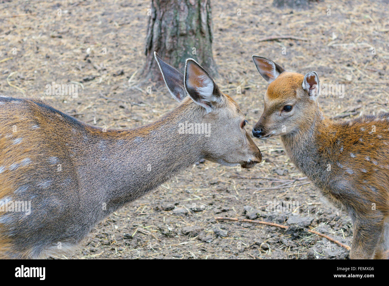Mutter Reh (Reh) mit Cub fawn. Enge Beziehungen Stockfotografie - Alamy