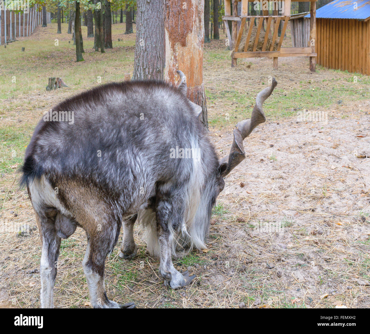 Markhor wild -Fotos und -Bildmaterial in hoher Auflösung – Alamy