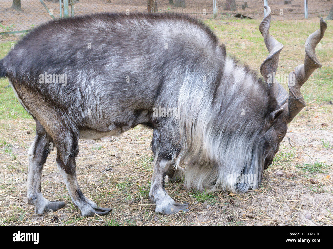 Gehörnte Ziege (Markhor, lat.: Capra Falconeri Heptneri). Seitenansicht ...