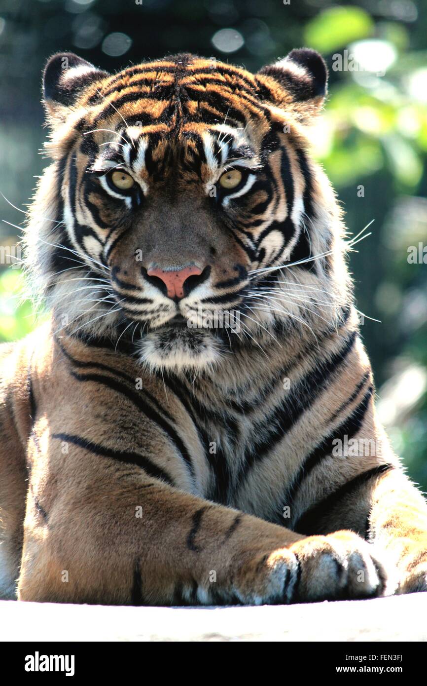 Ne tiger -Fotos und -Bildmaterial in hoher Auflösung – Alamy