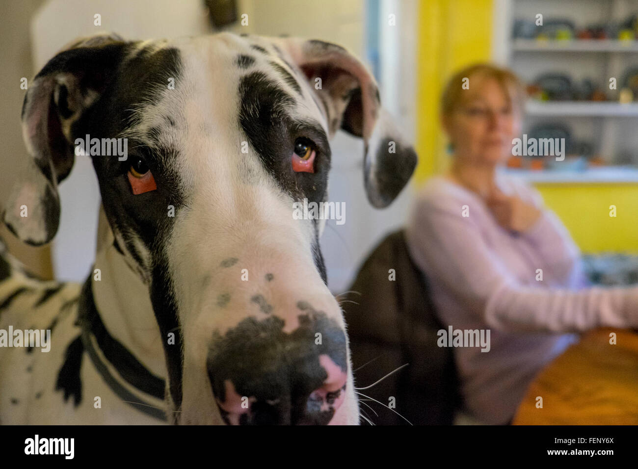 Deutsche Dogge Hund, mit Frau in der Küche Stockfotografie - Alamy