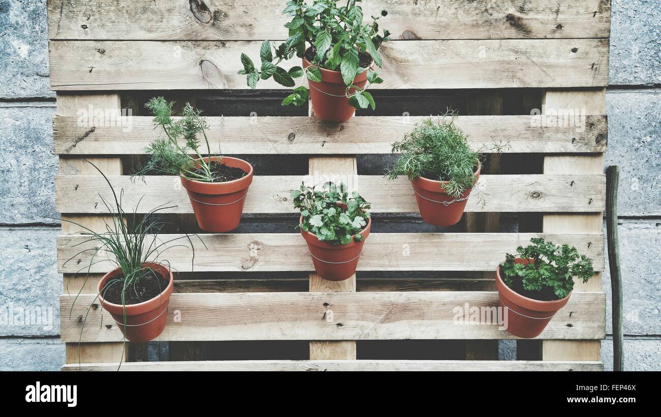 Pflanzen auf topf -Fotos und -Bildmaterial in hoher Auflösung – Alamy
