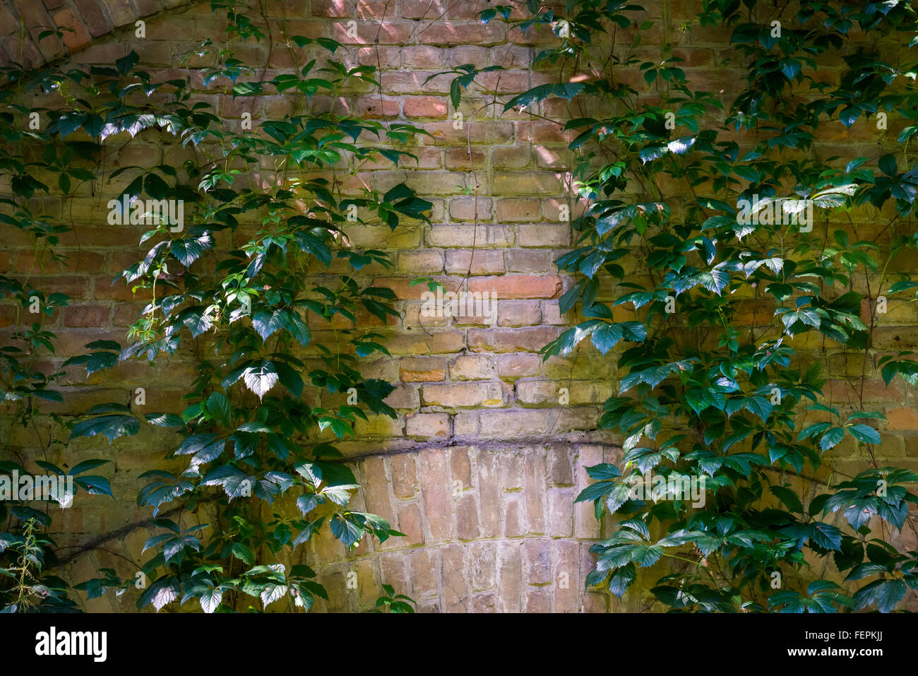 Mauer mit efeu -Fotos und -Bildmaterial in hoher Auflösung – Alamy