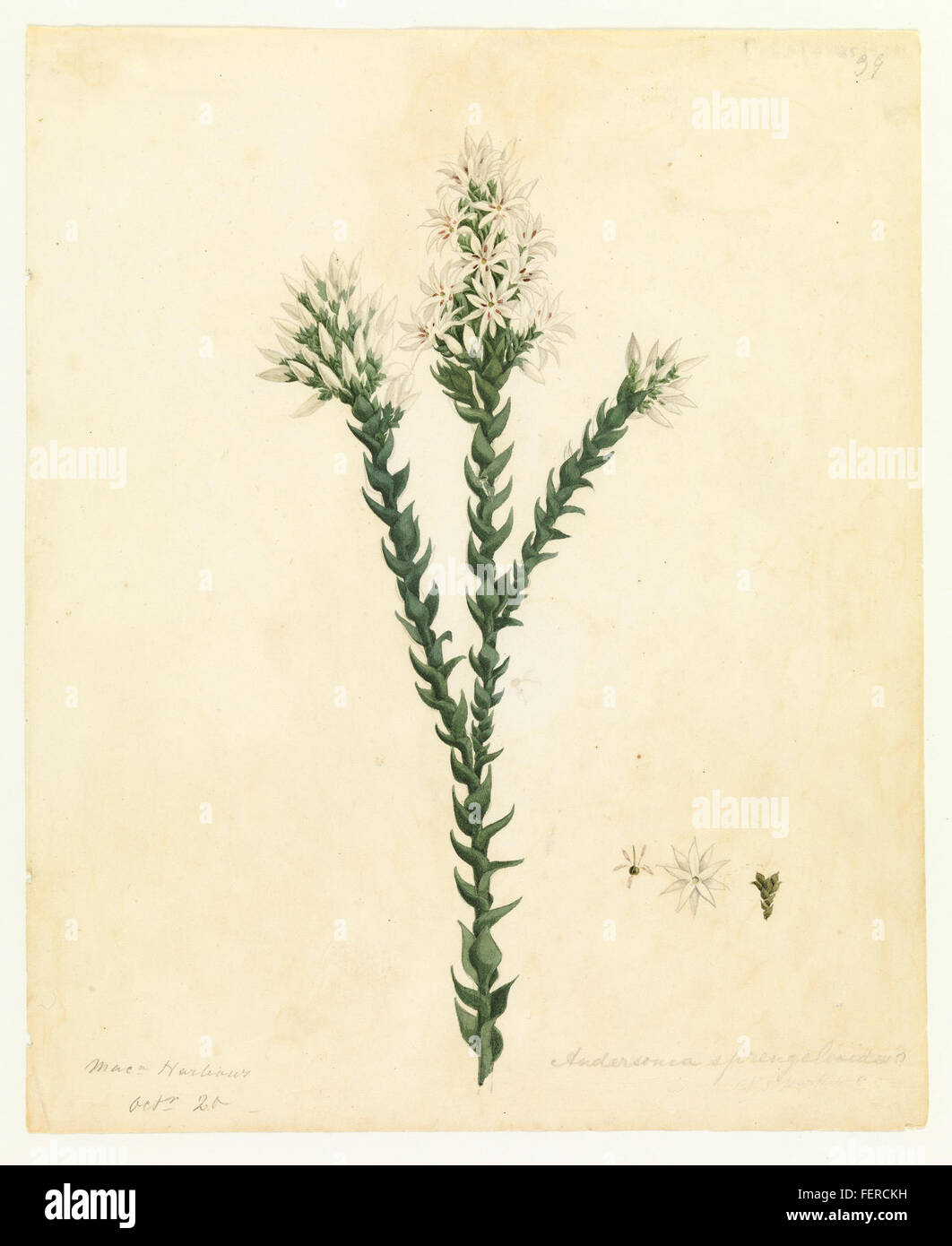Andersonia Sprengelloids (rosa Sumpf Heide) von W. Buelow Gould ...
