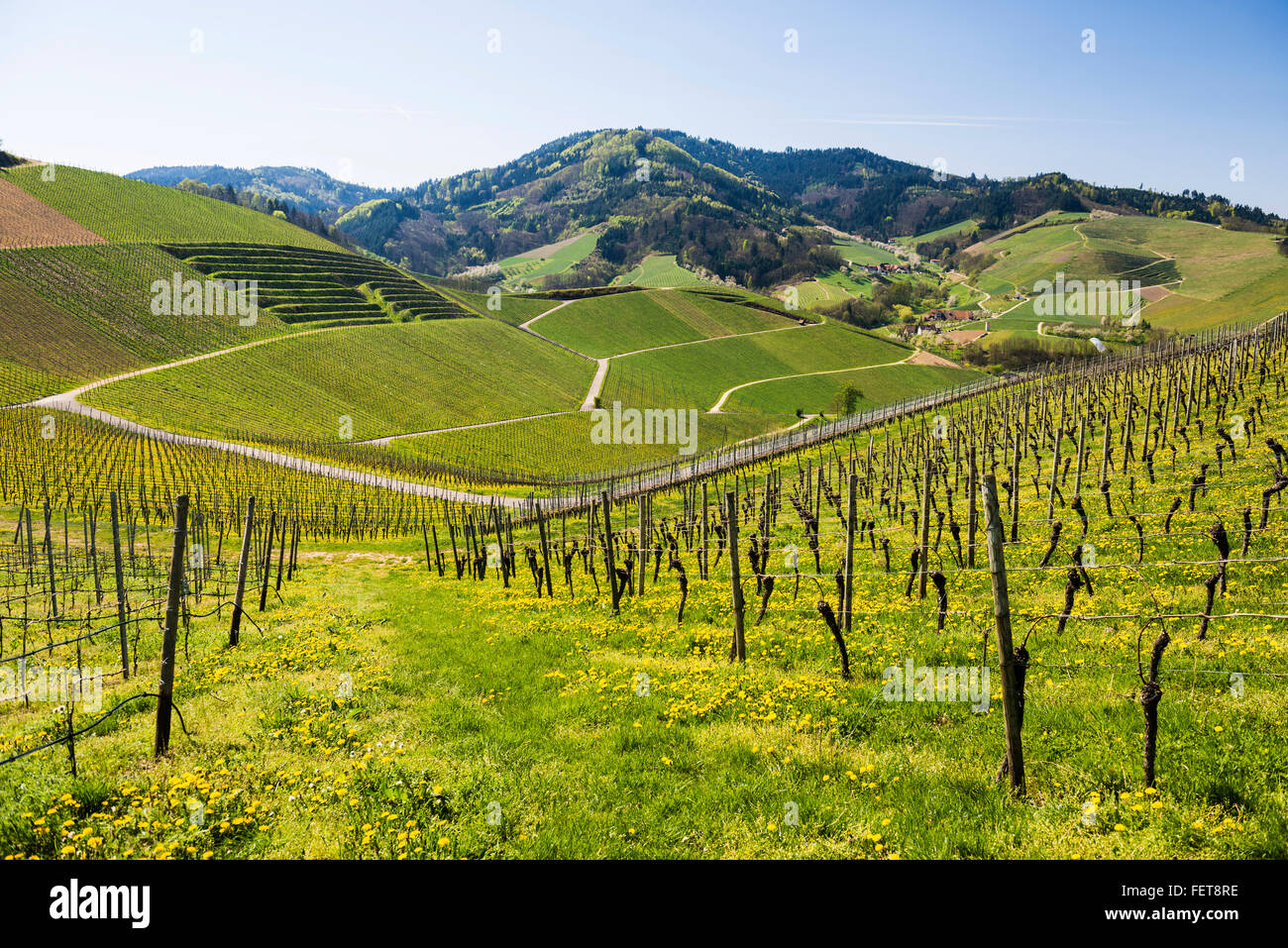 Durbach baden wurttemberg germany black -Fotos und -Bildmaterial in hoher Auflösung – Alamy