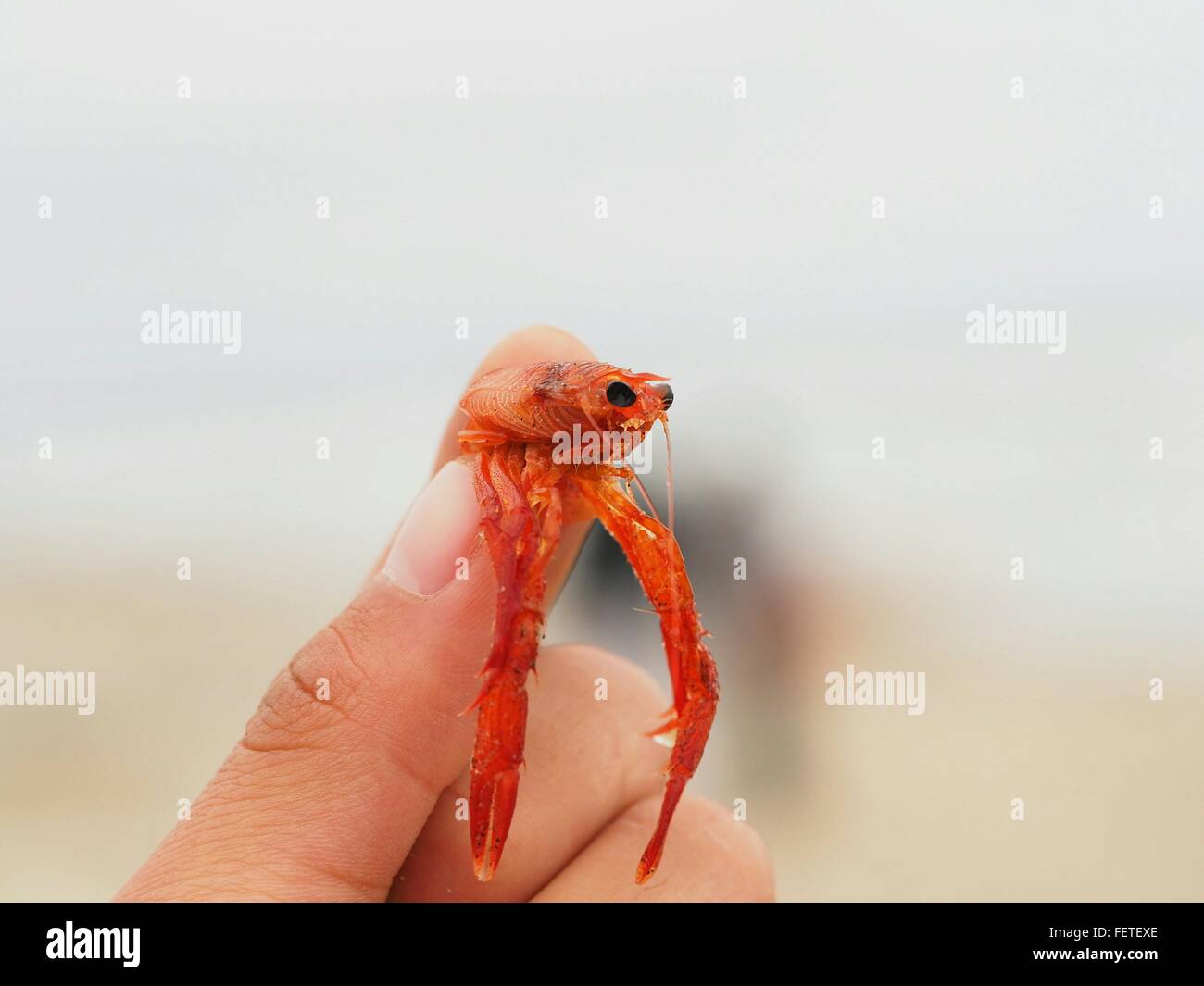 Rote krebse -Fotos und -Bildmaterial in hoher Auflösung – Alamy