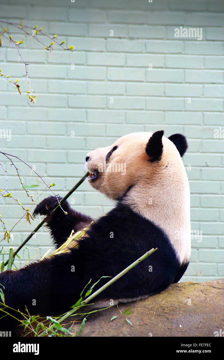 Panda eating -Fotos und -Bildmaterial in hoher Auflösung – Alamy