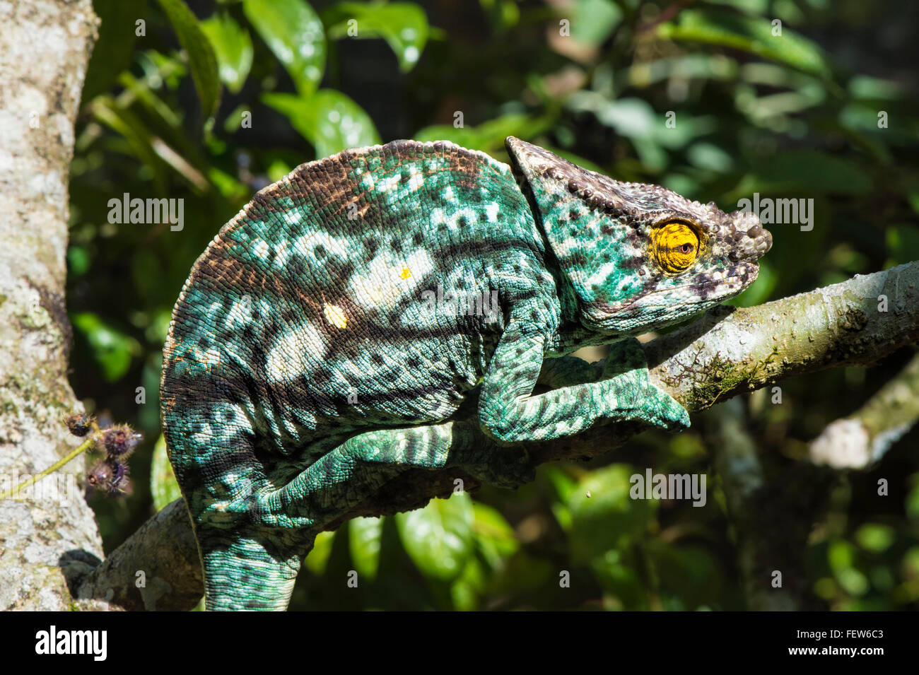 Parsons Chamäleon (Calumma Parsonii), Madagaskar Stockfotografie - Alamy