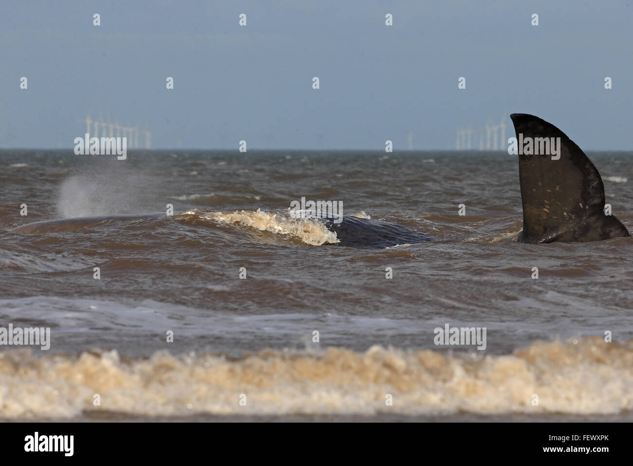 Ausgewaschener pottwal -Fotos und -Bildmaterial in hoher Auflösung – Alamy