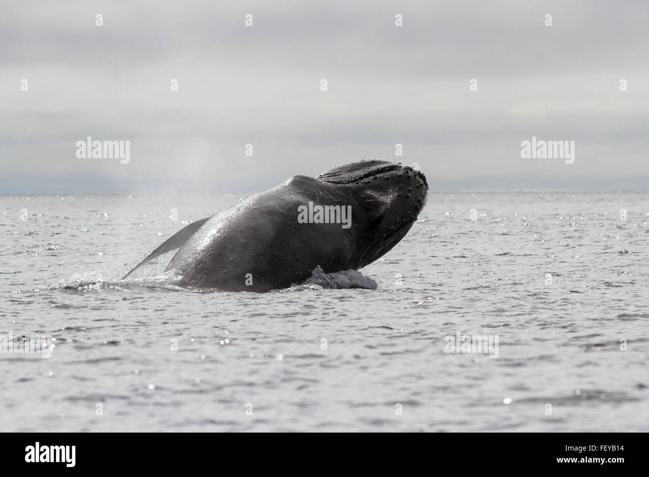 Buckelwal springen -Fotos und -Bildmaterial in hoher Auflösung – Alamy