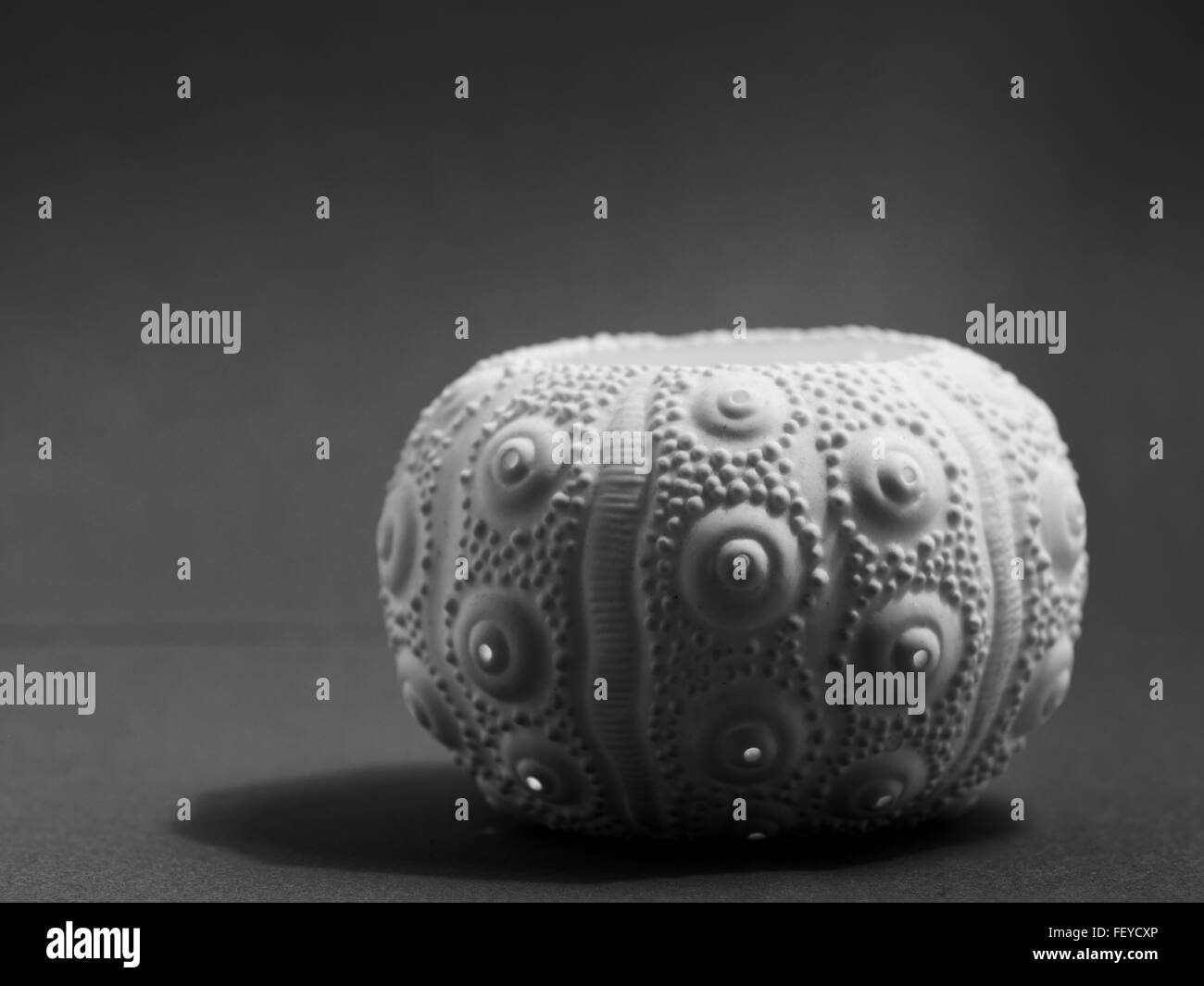 In seeigeln -Fotos und -Bildmaterial in hoher Auflösung – Alamy