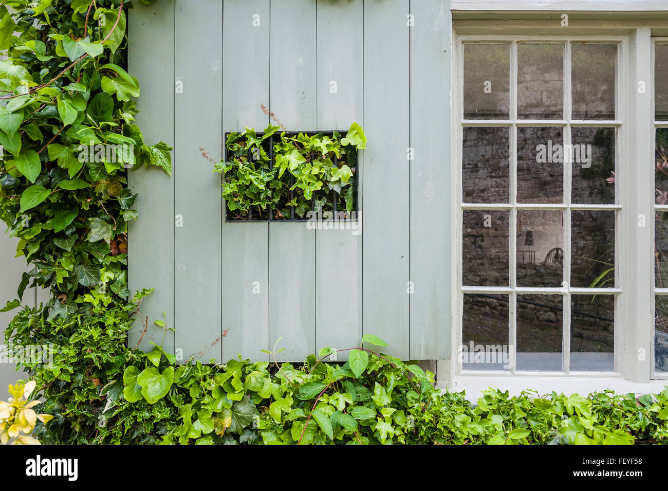 Efeu an der wand des hauses -Fotos und -Bildmaterial in hoher Auflösung ...