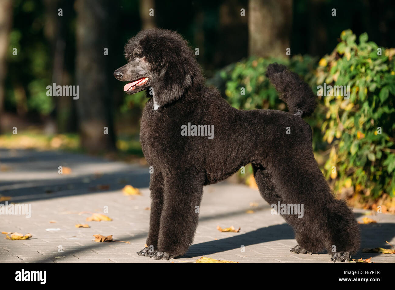 Schwarzer pudel -Fotos und -Bildmaterial in hoher Auflösung – Alamy