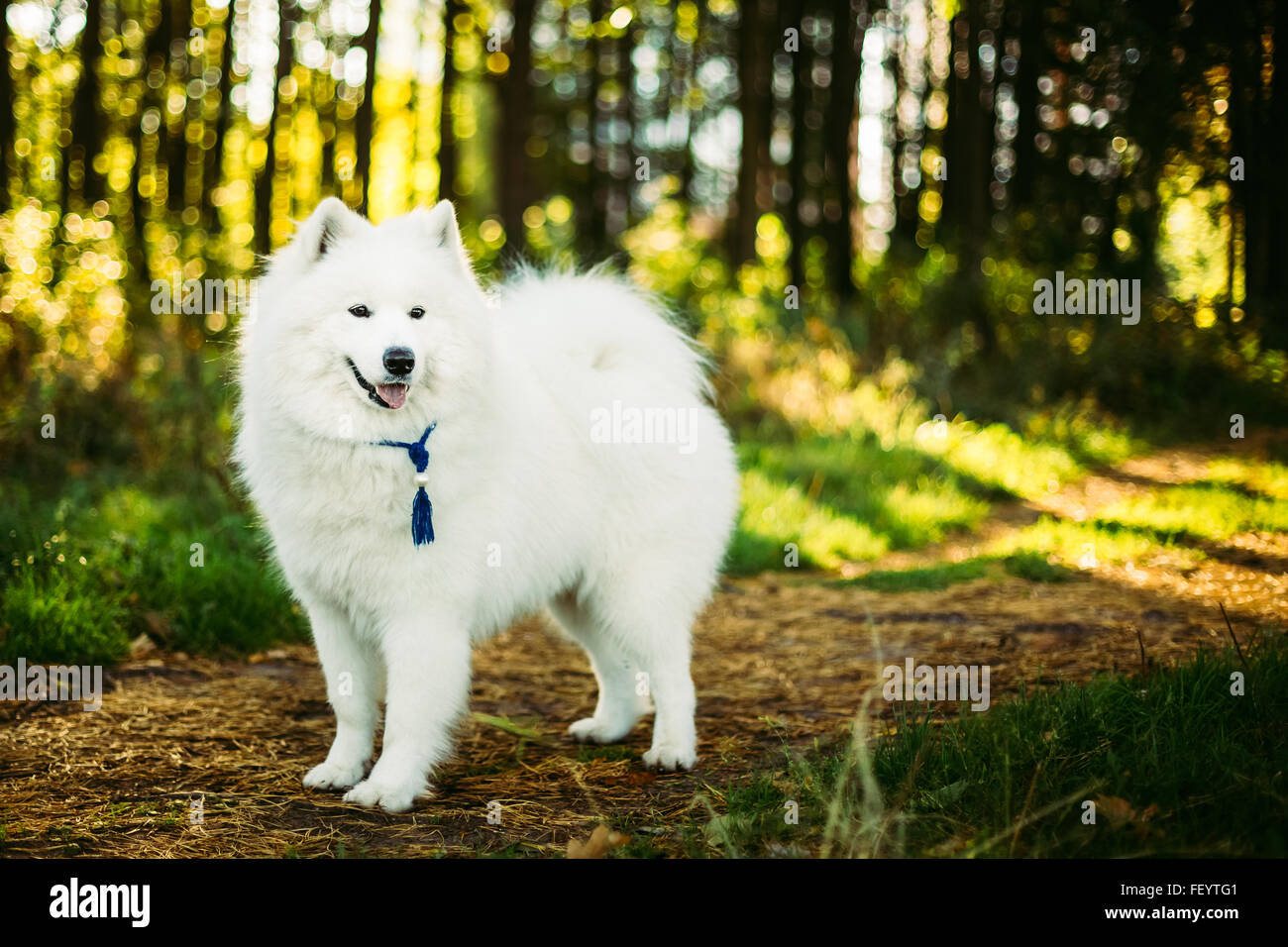 Glücklicher weiße Samojeden Hund Outdoor Portrait in Wald, Park ...