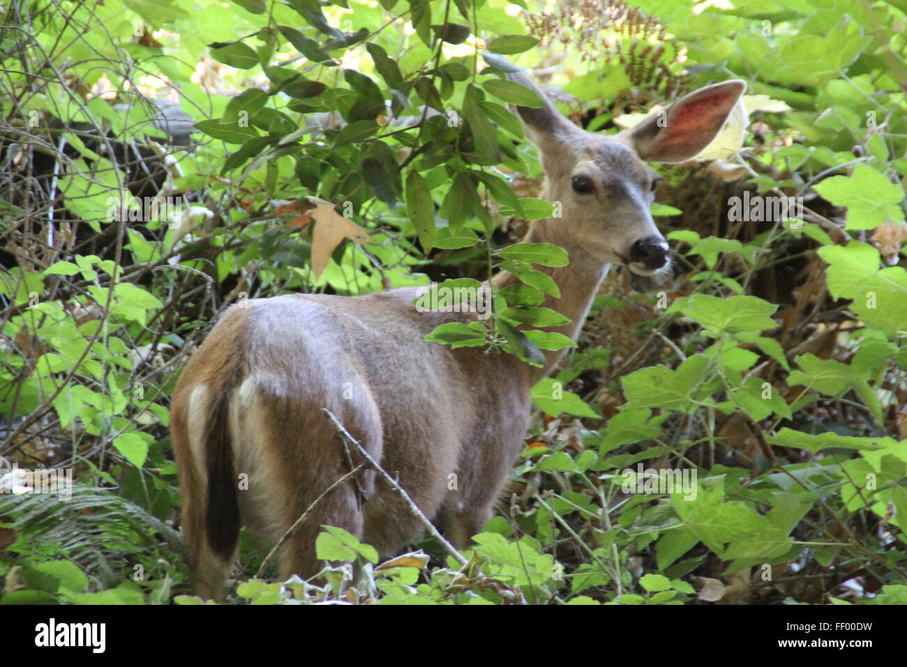 Baby deers -Fotos und -Bildmaterial in hoher Auflösung – Alamy
