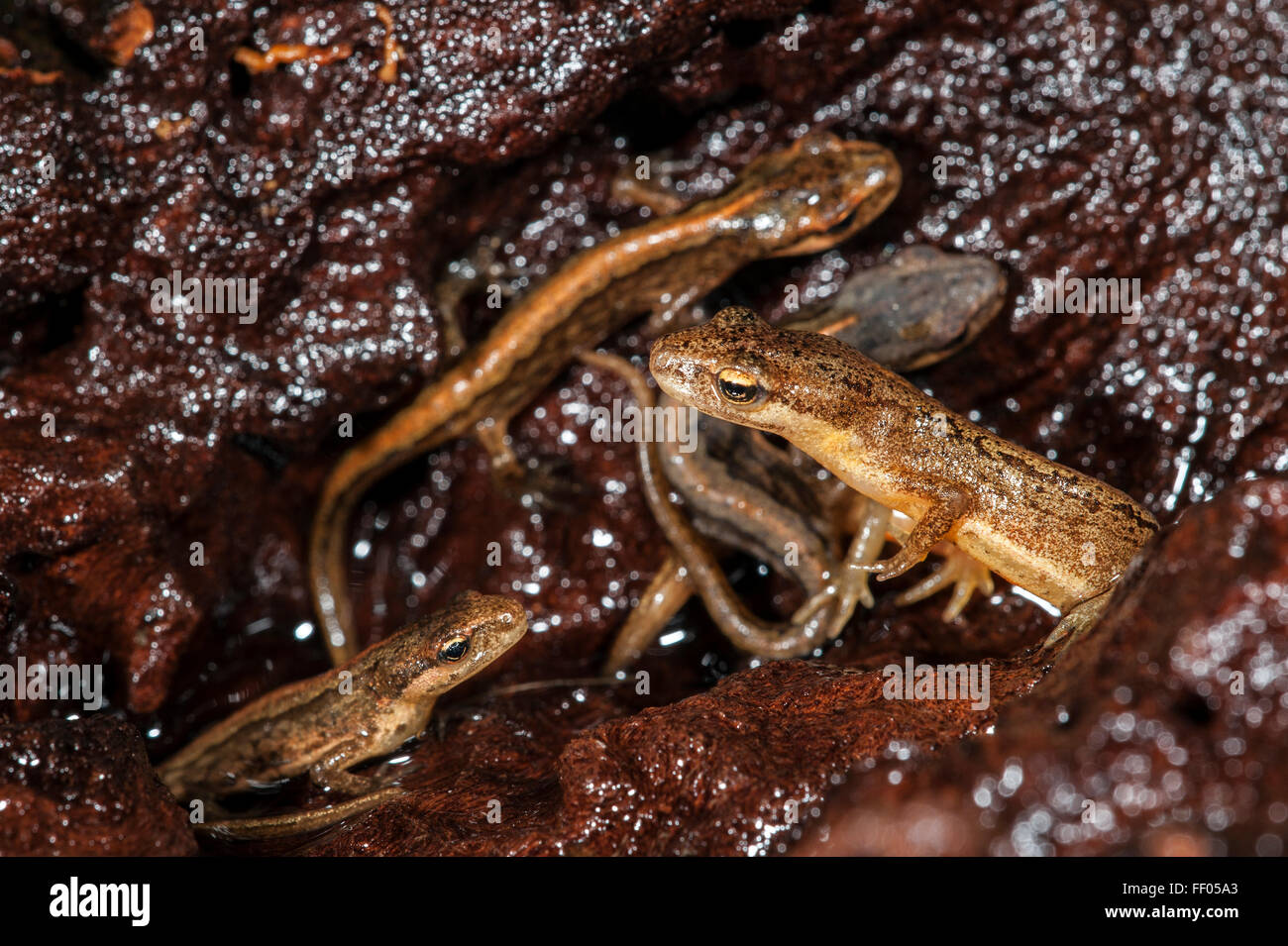 Gemeiner molch lissotriton vulgaris -Fotos und -Bildmaterial in hoher ...