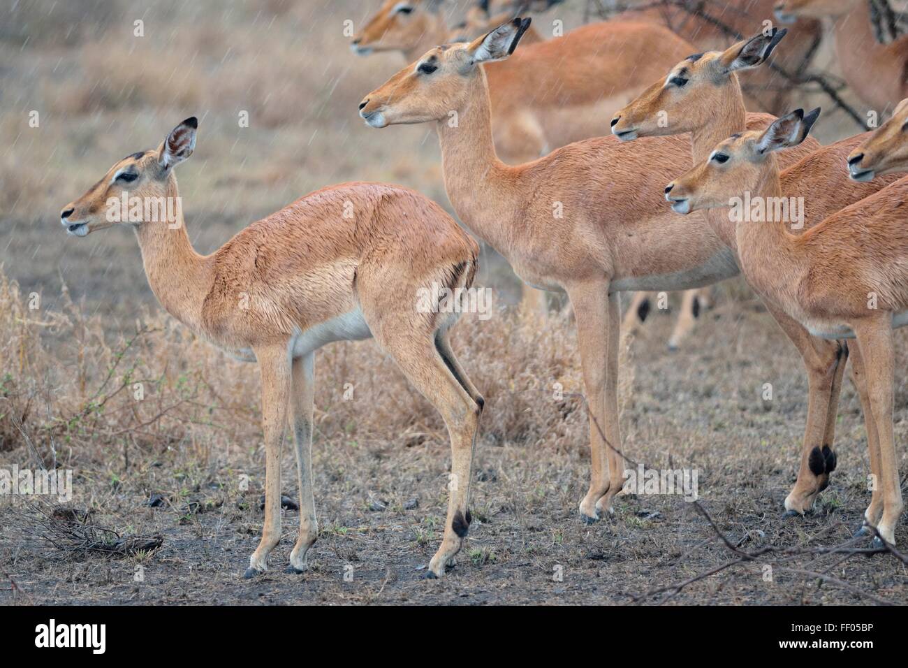Gruppe von huftieren, die huftiere sind -Fotos und -Bildmaterial in ...
