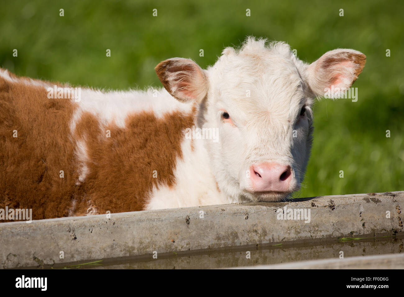 Kuh kalb baby -Fotos und -Bildmaterial in hoher Auflösung – Alamy