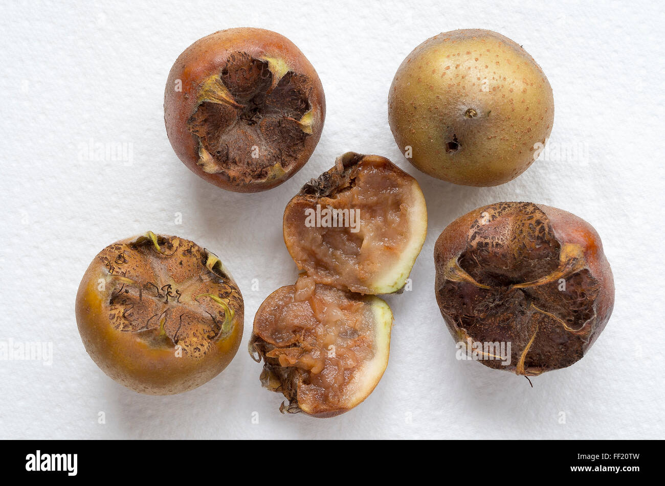 Reife Mispel Frucht Stockfotografie - Alamy