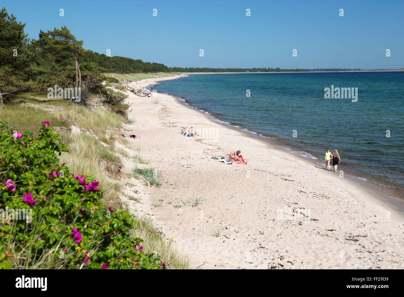 Ansicht aRMong Kiefer Baum RMined Strand, Nybrostrand, in der Nähe von ...