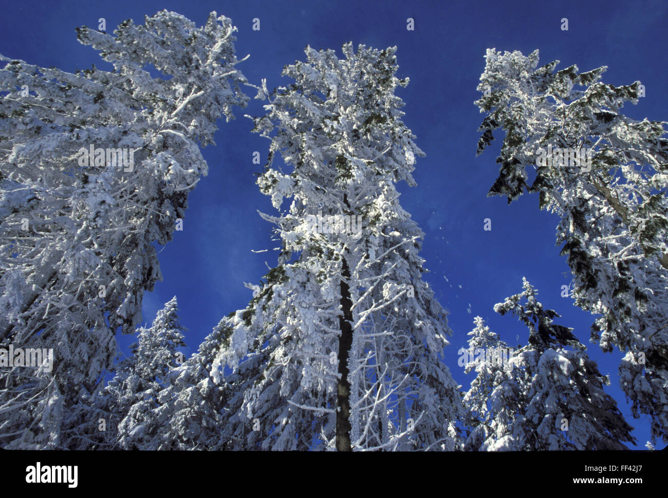 DEU, Deutschland, Region Sauerland, verschneiter Wald nahe der Stadt ...