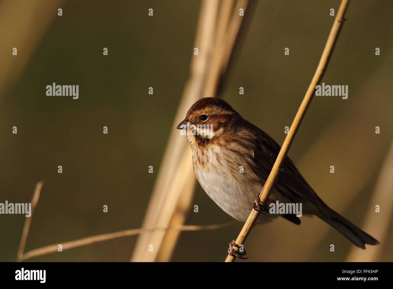 Emberiza variabilis -Fotos und -Bildmaterial in hoher Auflösung – Alamy