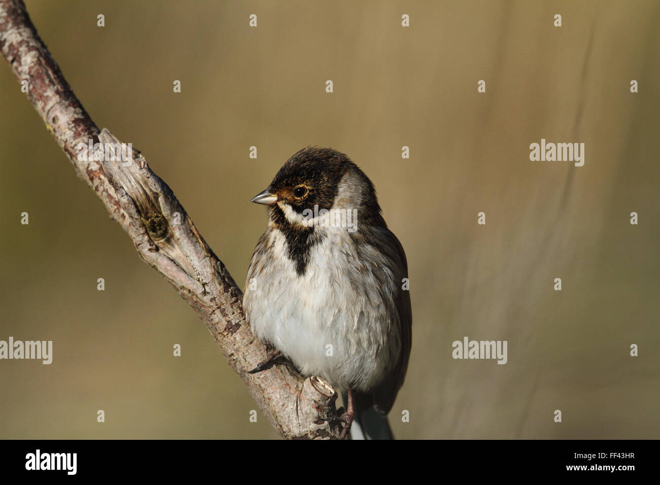 Emberiza variabilis -Fotos und -Bildmaterial in hoher Auflösung – Alamy