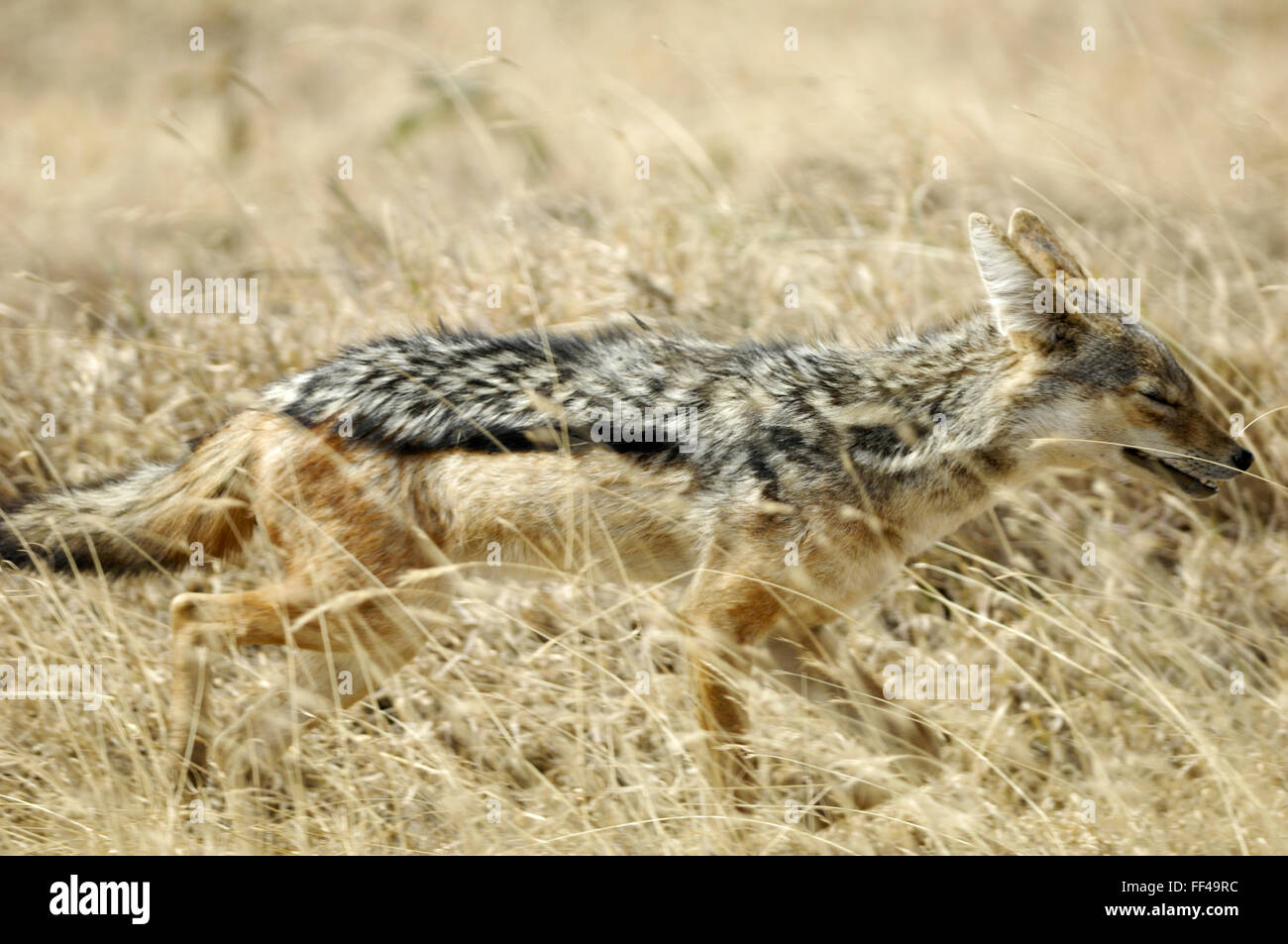 Schakal in -Fotos und -Bildmaterial in hoher Auflösung – Alamy