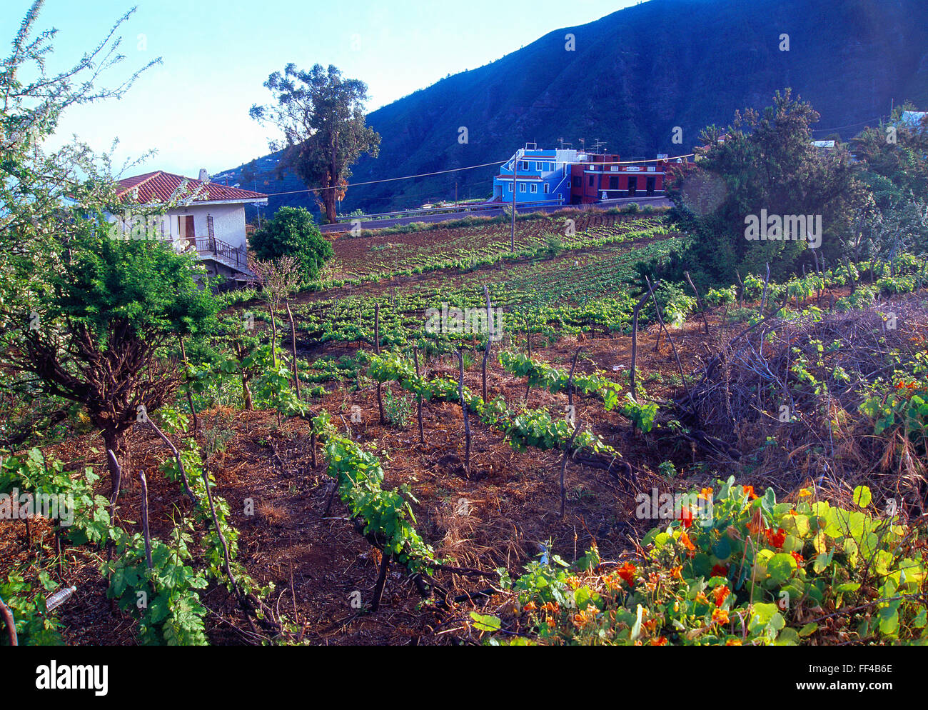 La orotava orotava valley tenerife -Fotos und -Bildmaterial in hoher ...