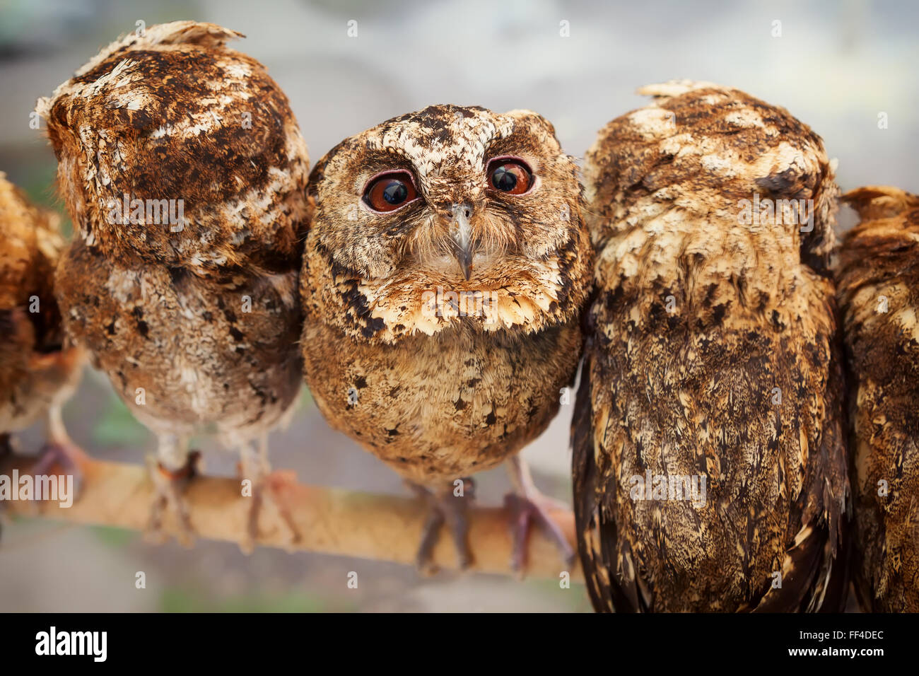Lustige eule -Fotos und -Bildmaterial in hoher Auflösung – Alamy