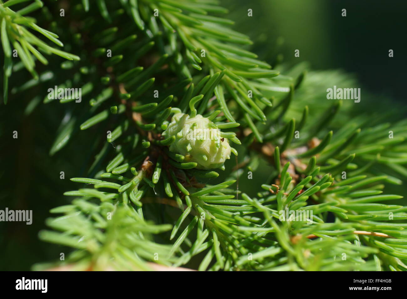 Galls aphids -Fotos und -Bildmaterial in hoher Auflösung – Alamy