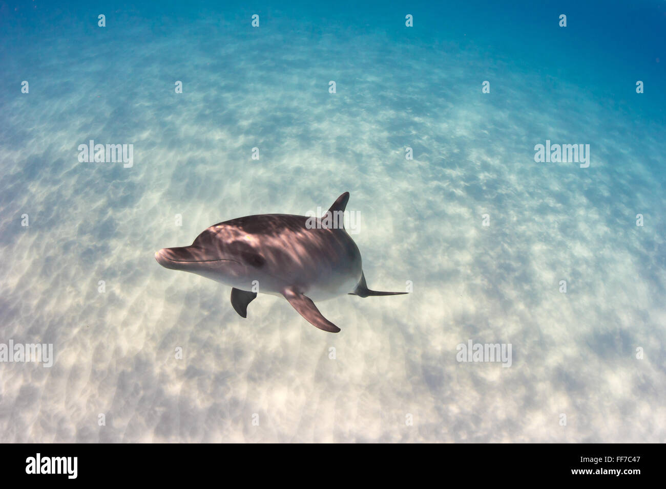Baby delfin -Fotos und -Bildmaterial in hoher Auflösung – Alamy