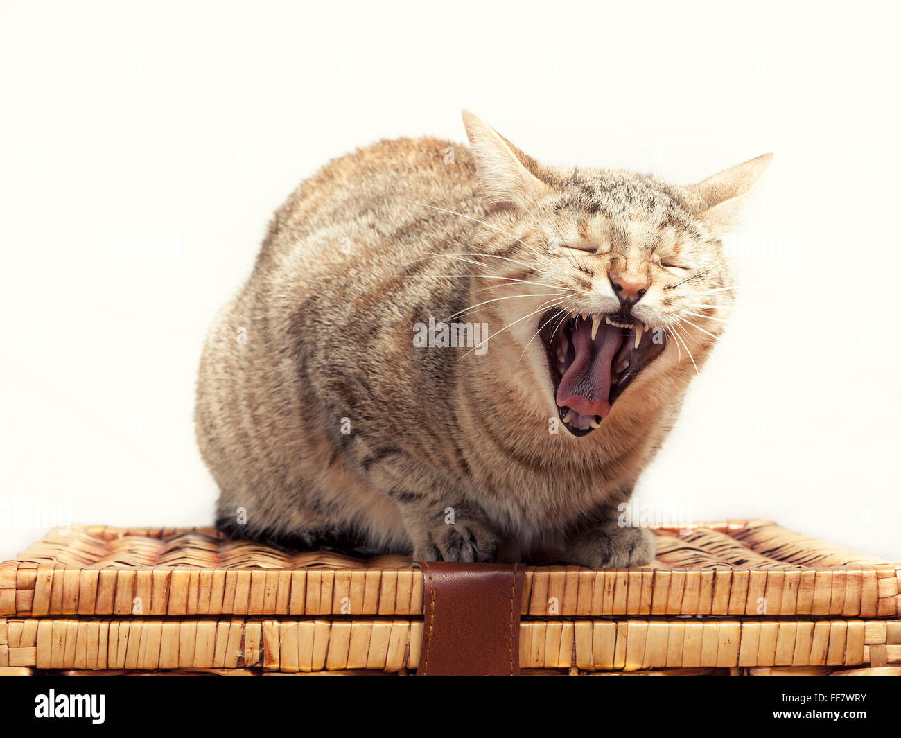 Braune und cremefarbene katze Stockfotos und -bilder Kaufen - Alamy