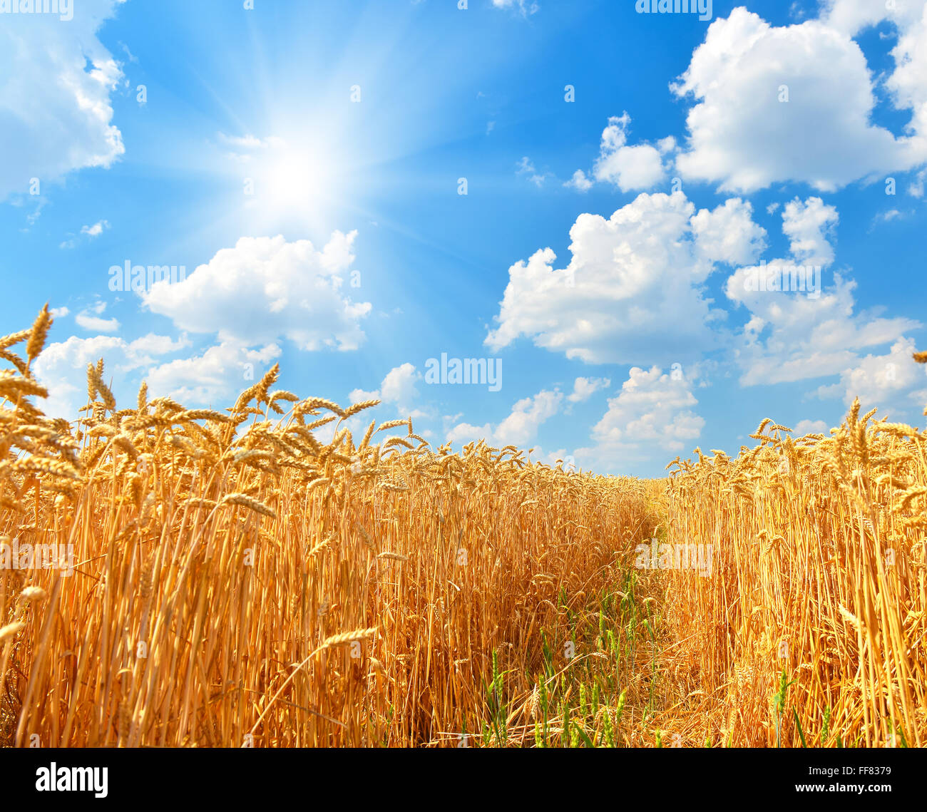 Wheat field -Fotos und -Bildmaterial in hoher Auflösung – Alamy