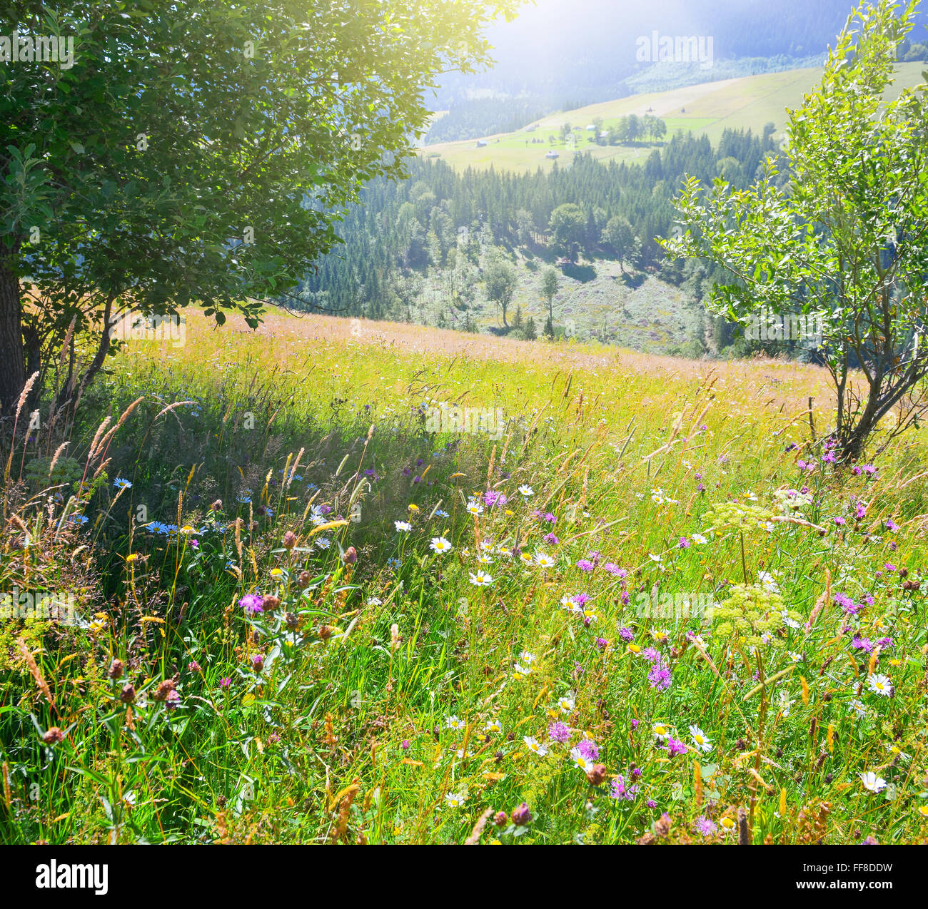 Almwiese gras -Fotos und -Bildmaterial in hoher Auflösung – Alamy