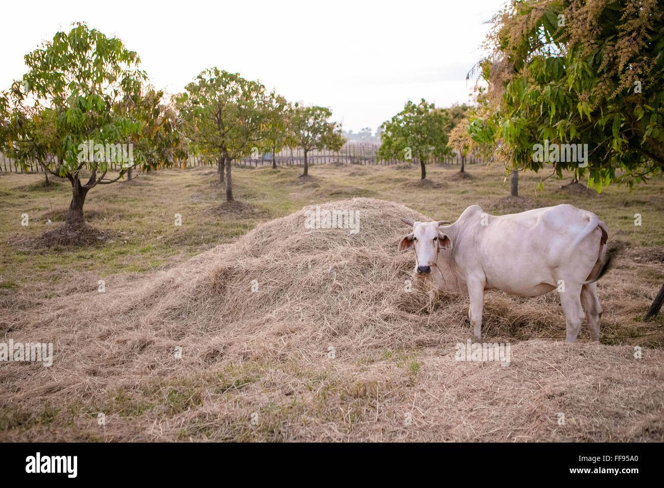 Organische kuhlandwirtschaft in kambodscha -Fotos und -Bildmaterial in ...