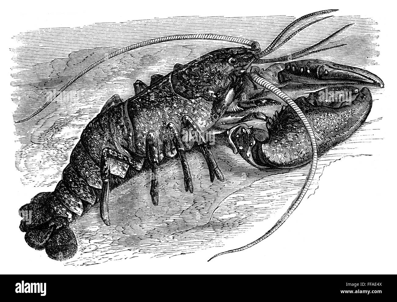 Gravur des hummers -Fotos und -Bildmaterial in hoher Auflösung – Alamy