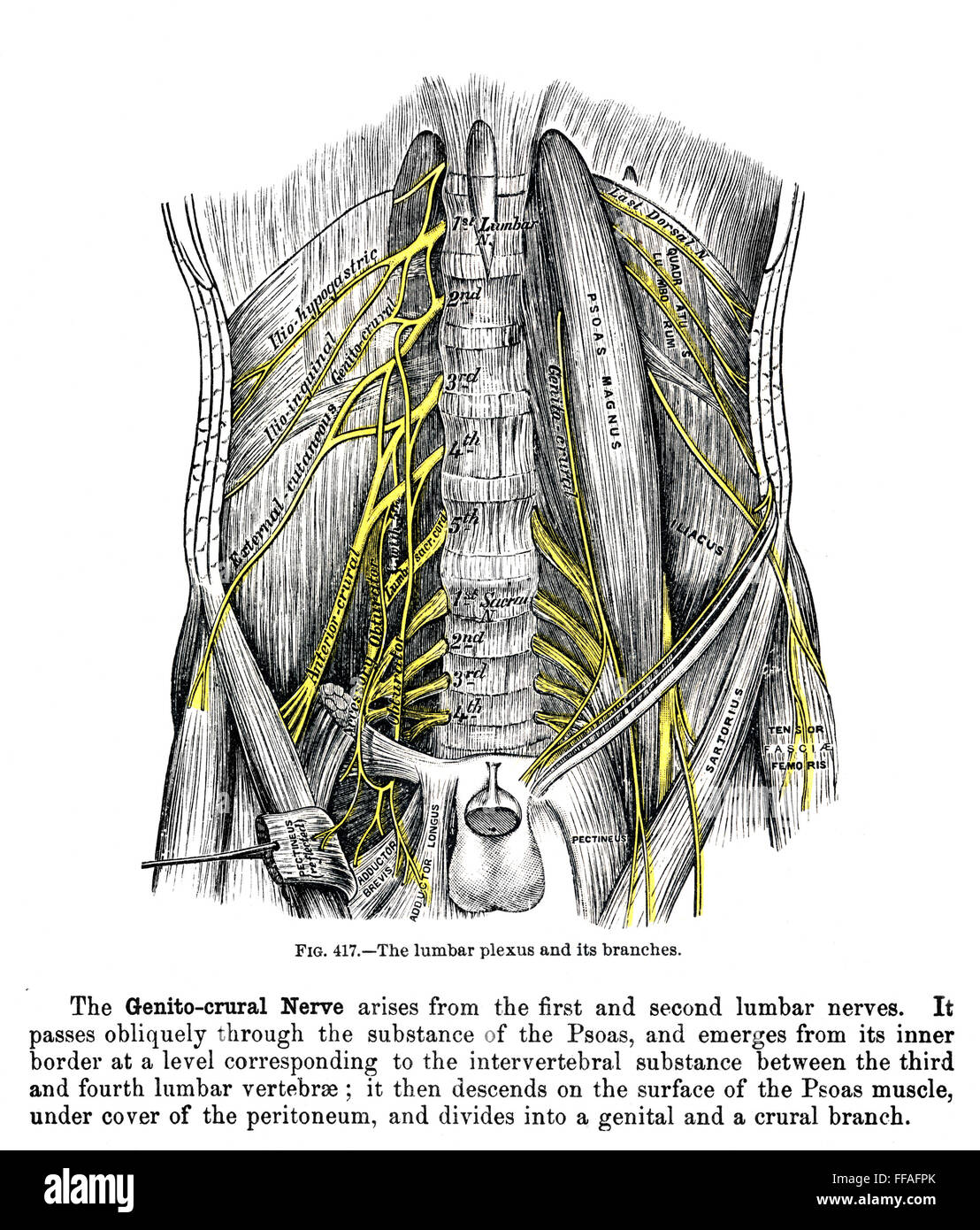ANATOMIE: NERVENSYSTEM. /nThe lumbale Plexus mit seinen Zweigen ...