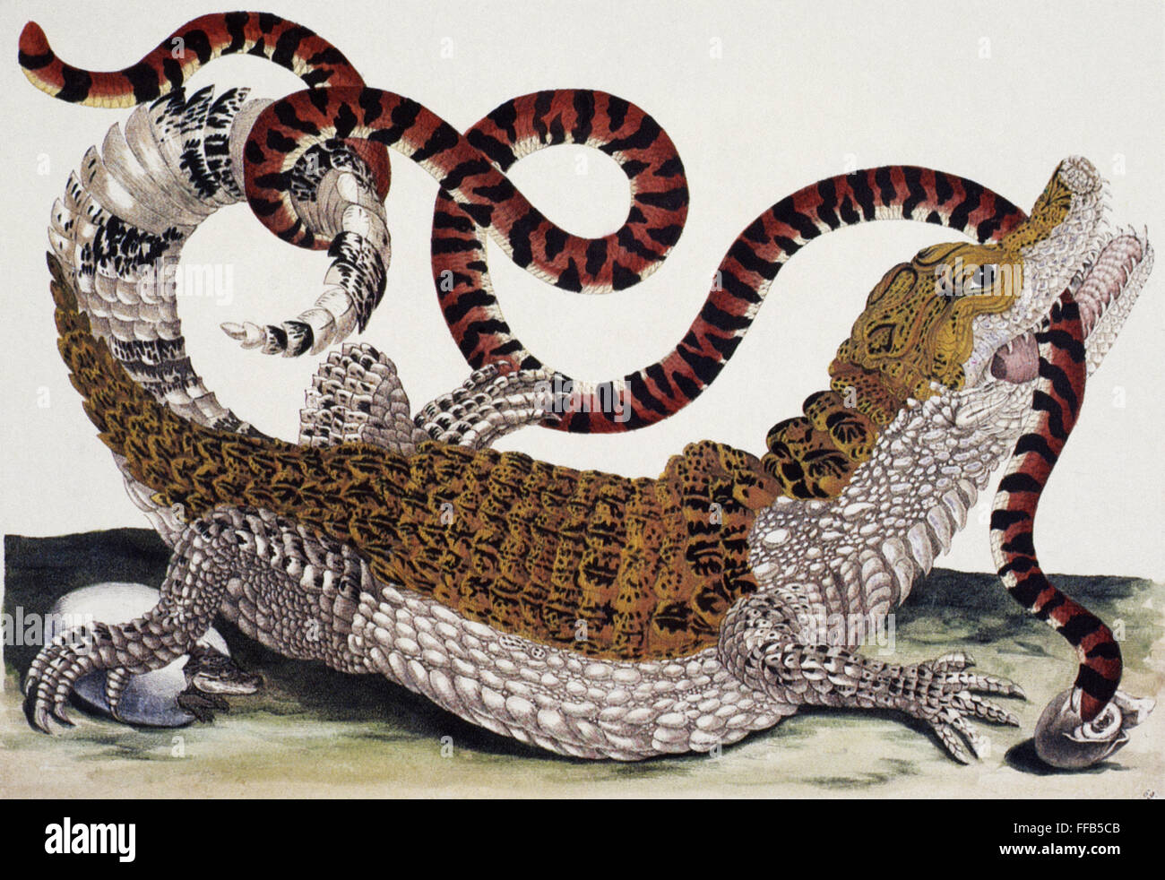 KAIMAN UND SCHLANGE. NUM Cuvier Zwerg Kaiman von Surinam mit einem ...
