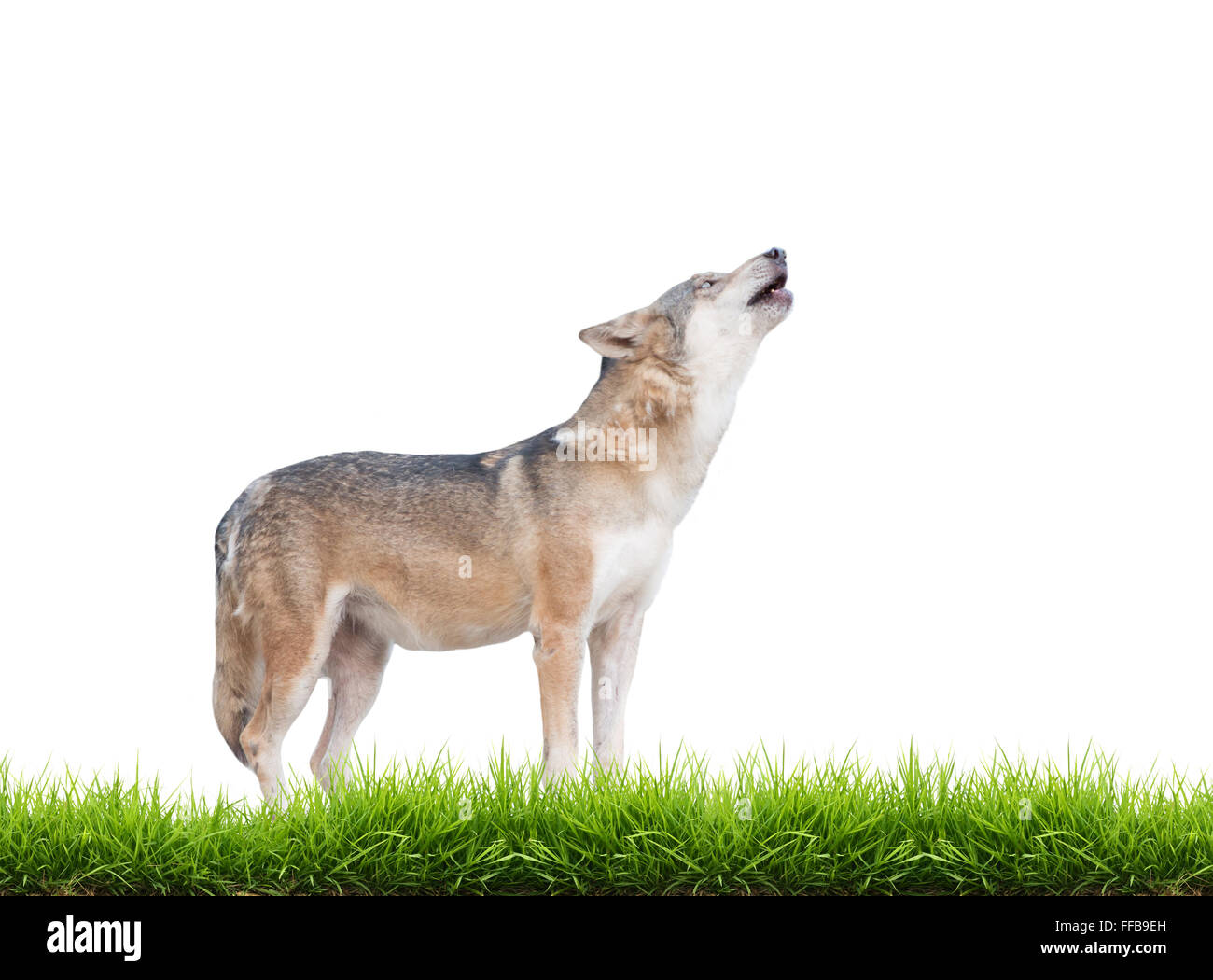 Wolf Howling Isolated Stockfotos und -bilder Kaufen - Alamy