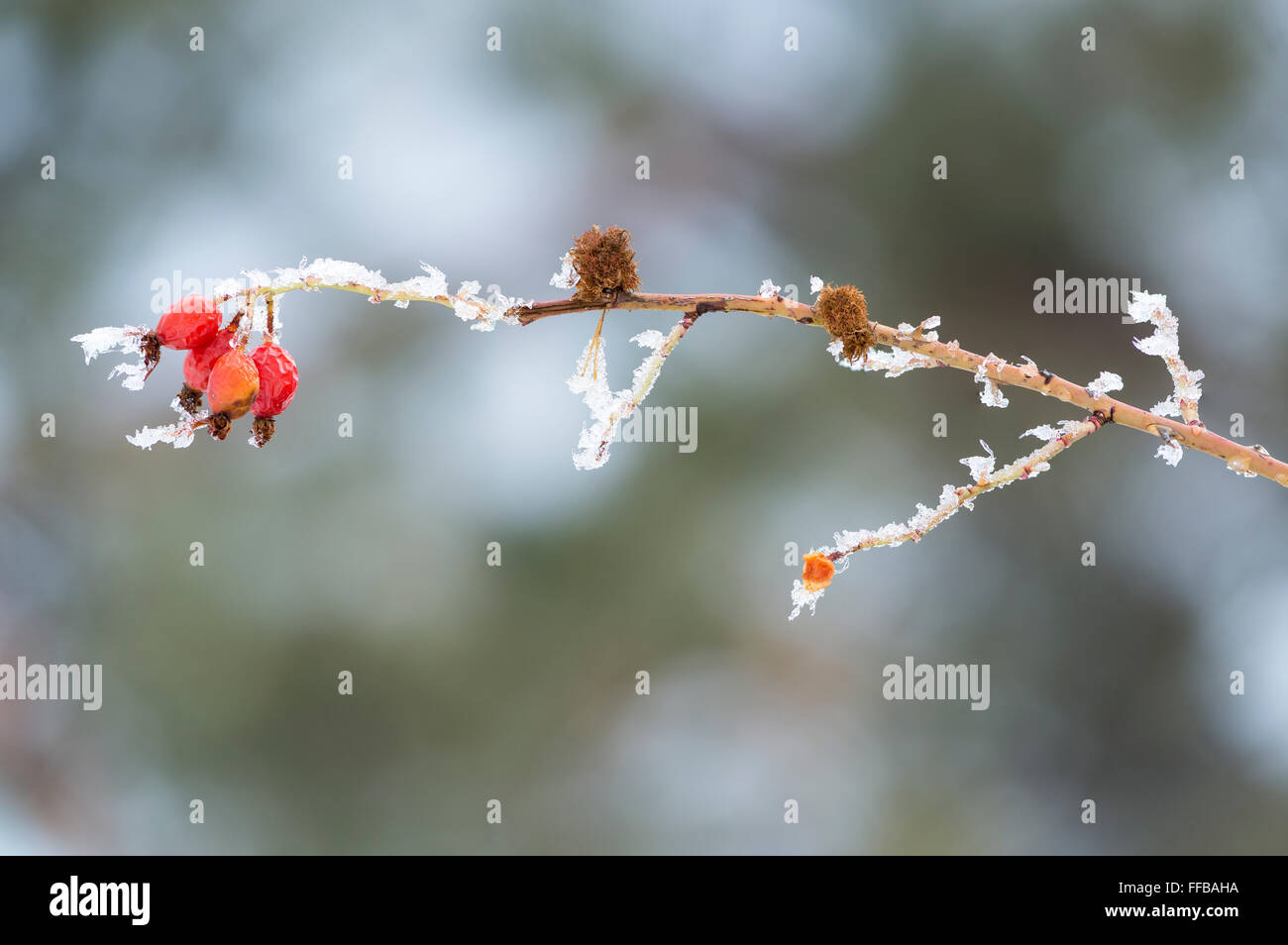 Wilde rosenpflanze -Fotos und -Bildmaterial in hoher Auflösung – Alamy