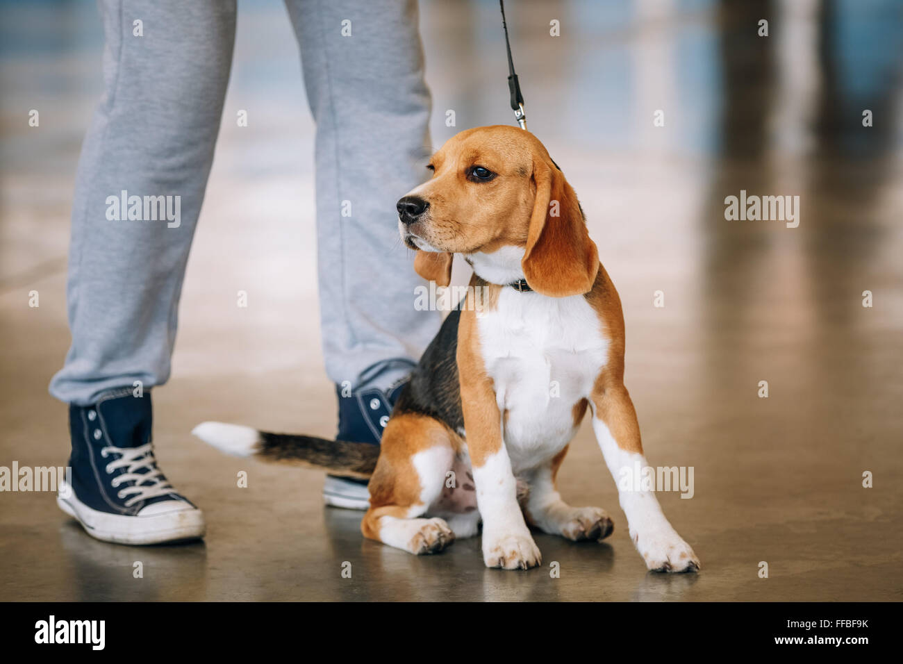Hund mit seinem besitzer -Fotos und -Bildmaterial in hoher Auflösung ...