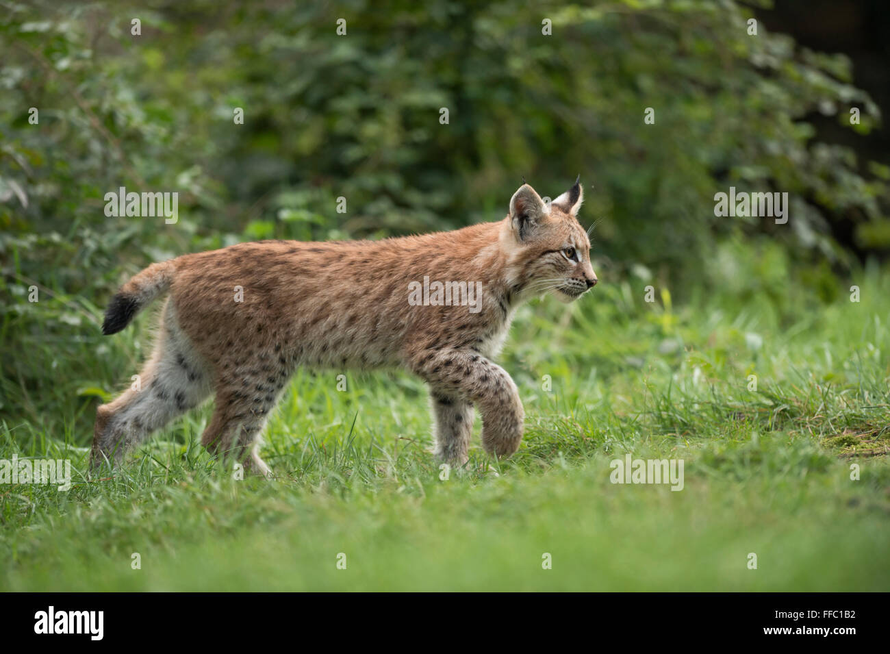 Eurasischer luchs luchs luchs stehend -Fotos und -Bildmaterial in hoher ...